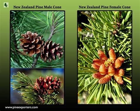 Female Pine Cone Vs Male