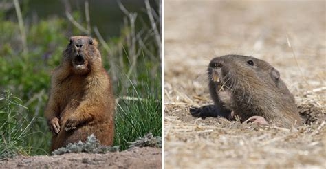 Groundhog Vs Gopher 12 Key Differences You Need To Know About