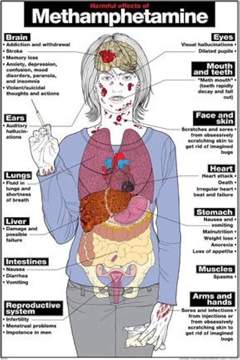 Methamphetamine Effects On Body