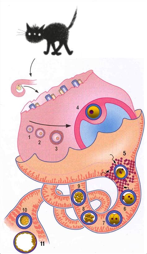 Summary Diagram Of In Vivo Embryo Development In The Domestic Cat After