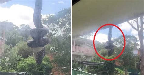 Viral Video Massive Python Hangs Off Roof In Australia While Crushing