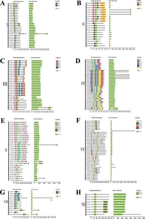 The Motif Distribution And Exon Intron Structures For Ipomoea Vq Download Scientific Diagram