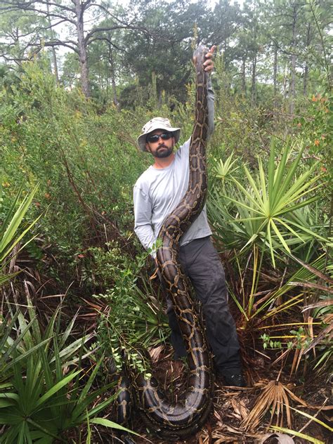 The Scientists And The Snakes How A Unique Research Team Is Tackling Floridas Invasive Python