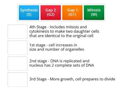 Label Cell Cycle Teaching Resources