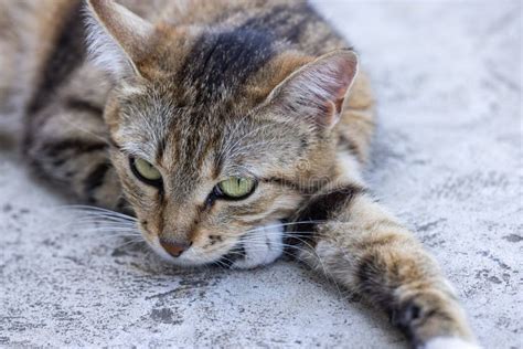 Cute Funny Young Tabby Cat Relaxing On On The Path Near The House Stock