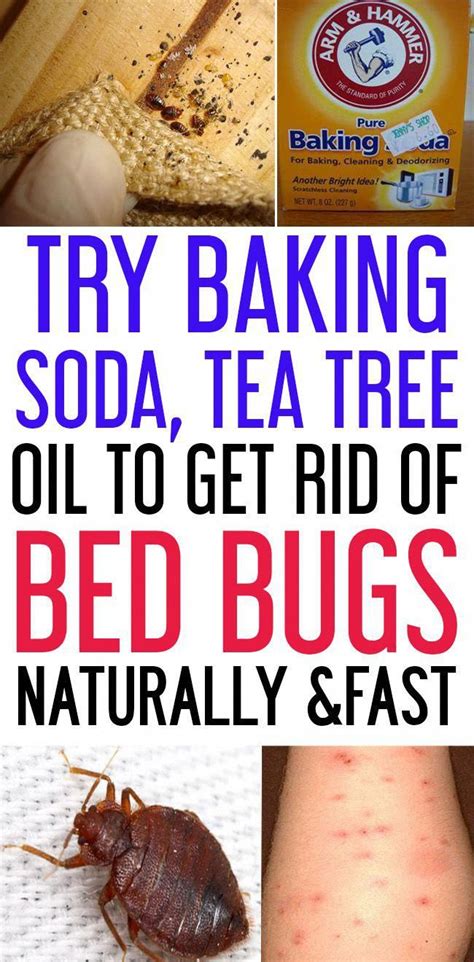 How To Get Rid Of Bed Bugs At Home And Eve Howto