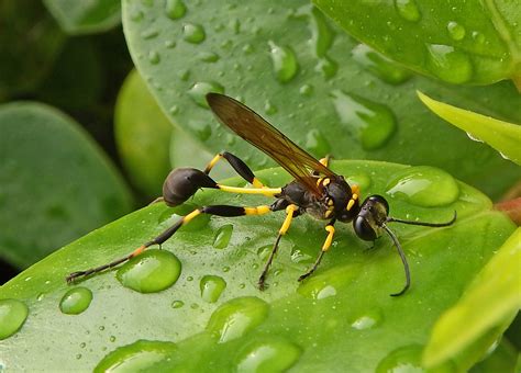 This Wasp Kills Black Widows Meet The Mud Dauber Nec