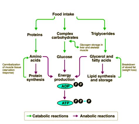 Understanding Catabolism Process Stages And Faqs