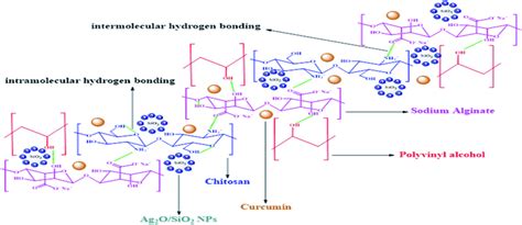Schematic Illustration Of The Hydrogen Bonding Of Cs Pva Sa Hydrogels Download Scientific