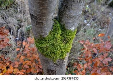 302 Tree Crotch Images Stock Photos Vectors Shutterstock