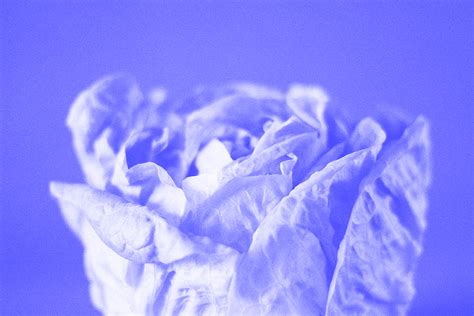 Transgenics On Behance