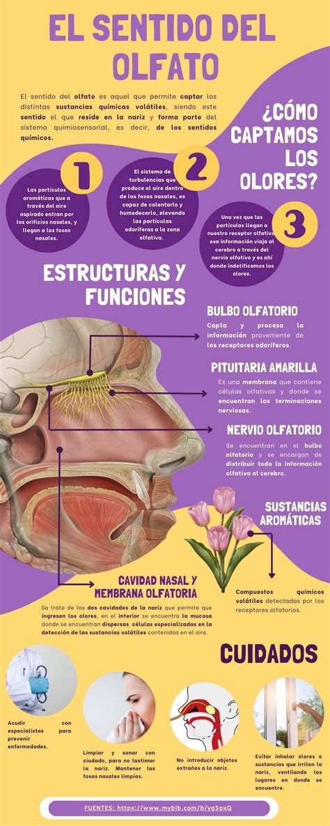 Infografía El Sentido Del Olfato Wikilev