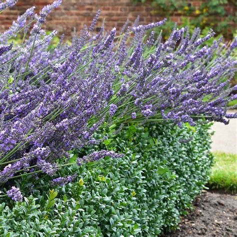 English Lavender Borders At Gail Ervin Blog