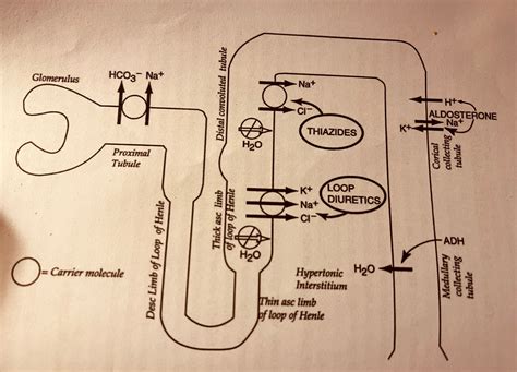 Mastering Loop Diuretics The Key To Effective Diuresis