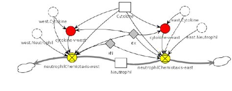 Domain Model Of Neutrophil Chemotaxis For 1d Tissue Model Download
