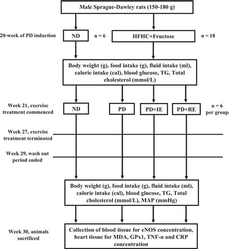 A Diagrammatical Depiction Of The Experimental Design Download Scientific Diagram