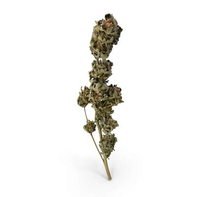Weed PNG Images PSDs For Download PixelSquid