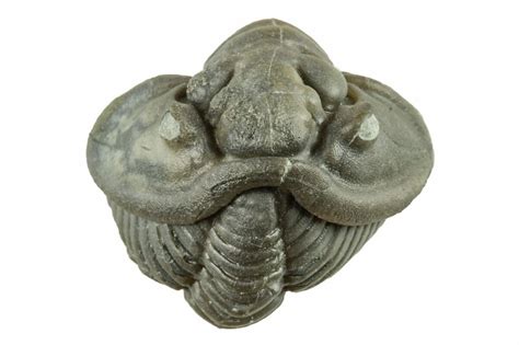 55 Wide Enrolled Flexicalymene Trilobite Indiana 270405 For Sale
