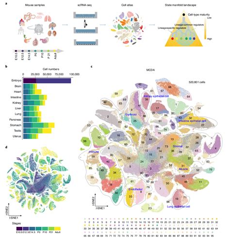 郭国骥团队nature Genetics报道小鼠发育及成熟细胞图谱并揭示细胞命运决定的共性调控机制 科学研究 良渚实验室