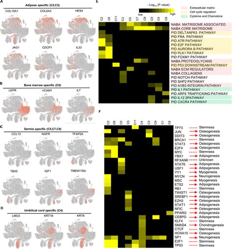 Characterization Of Tissue‐specific Subpopulations Ad T‐sne Plot Of
