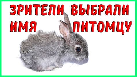 ЗРИТЕЛИ ВЫБРАЛИ ИМЯ ПИТОМЦУ Youtube
