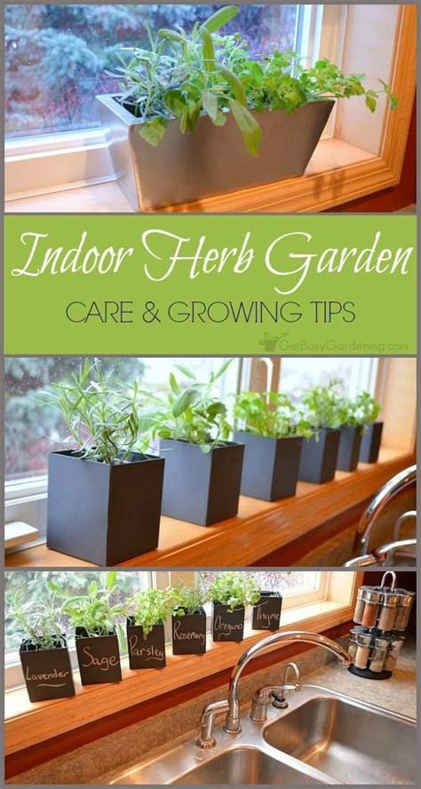 How To Grow Herbs Indoors The Ultimate Guide Get Busy Gardening