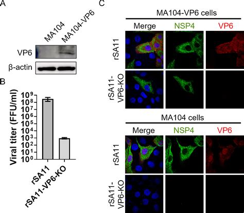 Generation Of Single Round Infectious Rotavirus With A Mutation In The