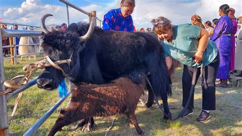 Сарлагийн сүүтэй үнээ” шалгаруулах тэмцээнд 3 4 л сүү сааж тэргүүлэв