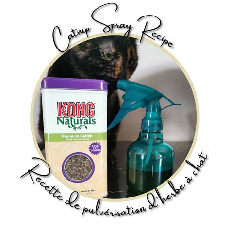 Catnip Spray Recipe Animazone