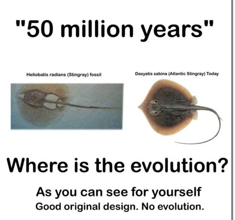 So Million Years Heliobatis Radians Stingray Fossil Dasyatis Sabina