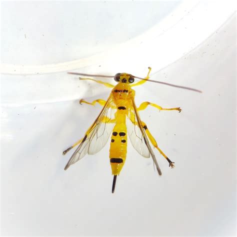 Xanthopimpla From Wallaga Lake Nsw 2546 Australia On September 20 2023 At 06 17 Pm By