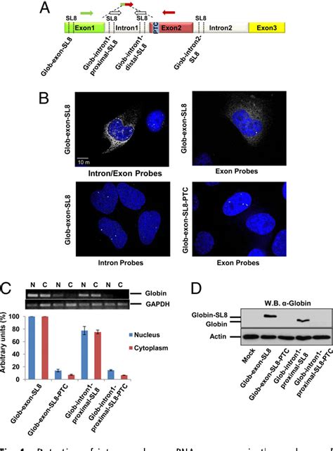 Mrna Maturation Semantic Scholar