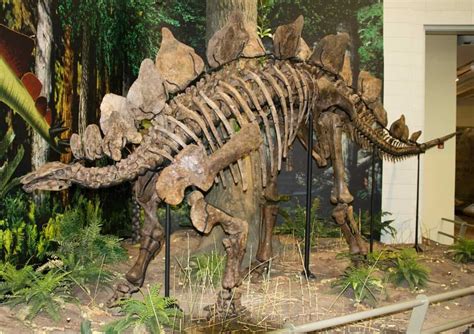How Big Is A Stegosaurus The Dinosaur With Spikes Dinosaur Universe