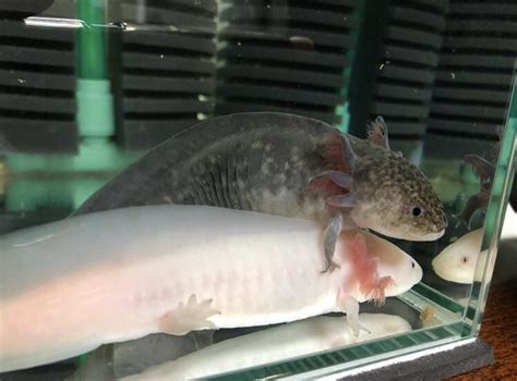 우파루파 키워도 되나요 문화and라이프 대한민국청소년기자단