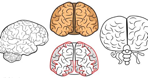 20 Easy Brain Drawing Ideas How To Draw A Brain Blitsy Images And