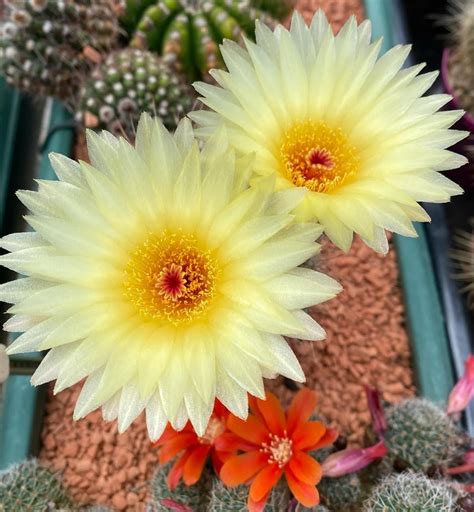 The Golden Rule Of Cactus Photography R Cactus
