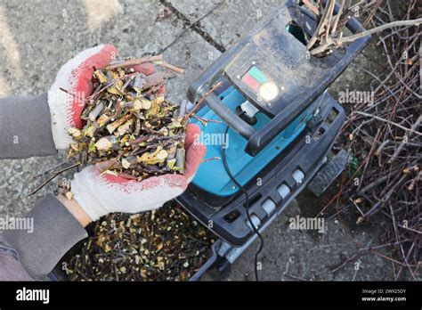 Mulch Is A Product Of Processing Branches After Pruning Garden Trees Close Up In A Handful From