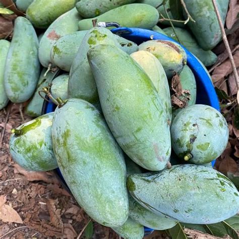 มะม่วงลิ้นงูเห่า ขนาด 65 100 ซม พันธุ์ไทยโบราณอร่อย เมล็ดลีบและบาง ผลดิบรสเปรี้ยวจัด ฉ่ำน้ำและ