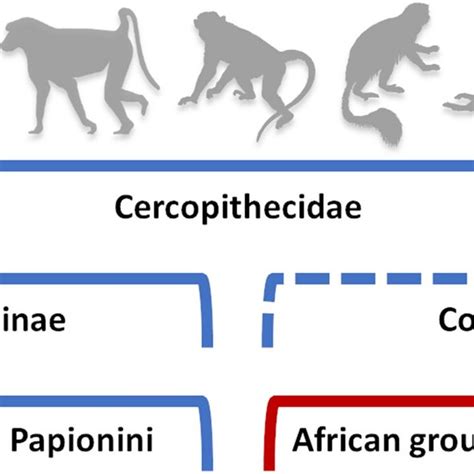 Phylogenetic Tree Depicting Relationships Between Cercopithecidae Download Scientific Diagram