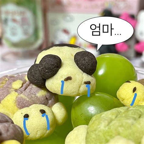 판다 쿠키 🐼 콜리colley