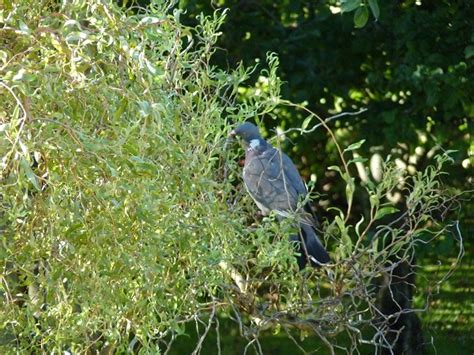 Nesting Bird Checks Falco Ecology
