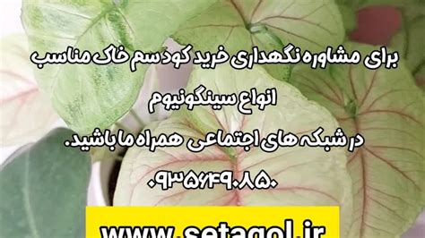 روش نحوه آموزش نکات طلایی نگهداری مراقبت پرورش نوررطوبت دما بهترین خاک