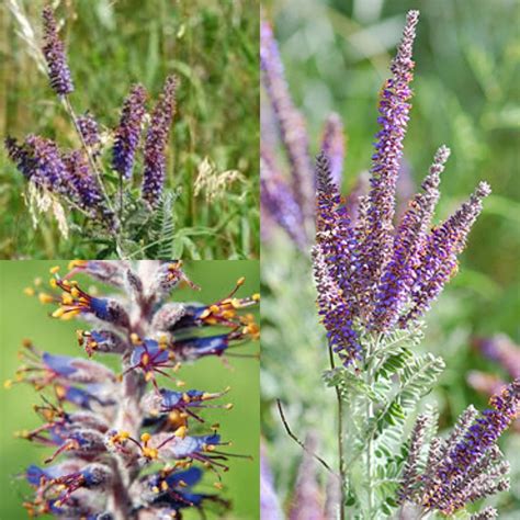 Seeds For Planting Amorpha Canescens With Hulls Seeds Leadplant Lead