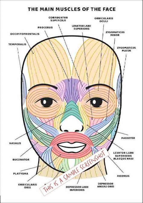 Facial Muscles And Their Functions Guide Printable Instant Digital Download Chart Poster