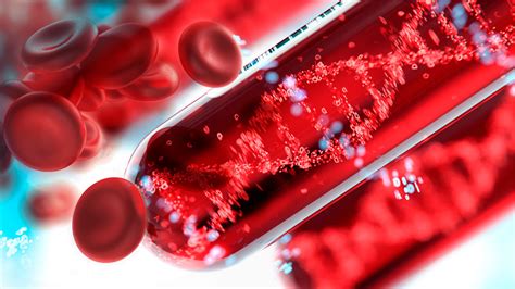 Eritrocitos Claves Y Funciones De Los Glóbulos Rojos