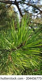 304 Green Shaggy Pines Images Stock Photos Vectors Shutterstock