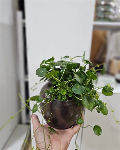 꼰작가다육아트 워터 코인 실내에서 키우기 좋아 선택하신 워터코인 탁월 합니다