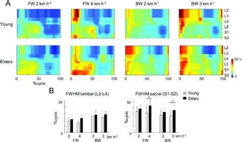Spatiotemporal Spinal Motor Outputs Computed From Normalized Emgs A Download Scientific