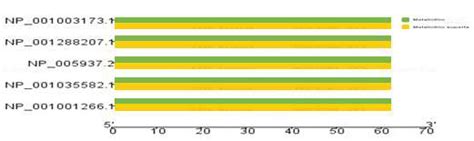 Structure Domain Families Of Metallothionein Protein In Sex Mammalian Download Scientific