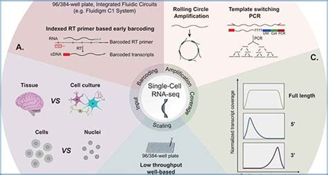 Elucidating The Cellular Dynamics Of The Brain With Single Cell RNA Sequencing RNA Seq Blog